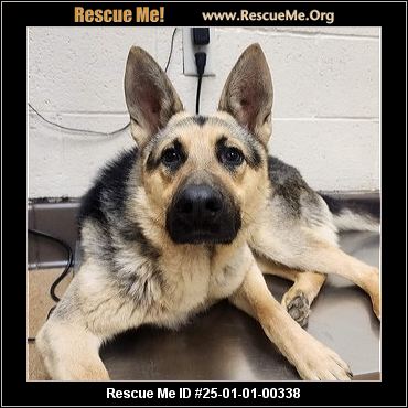 - Minnesota Dog Rescue - ADOPTIONS - Rescue Me!