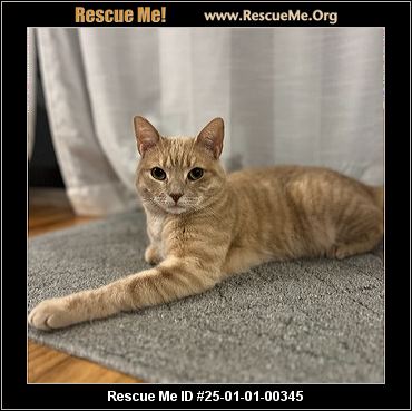 - New York Cat Rescue - ADOPTIONS - Rescue Me!