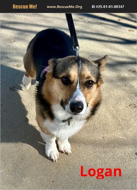 ADOPT 25010100347 ~ Corgi Rescue ~ Raleigh, NC