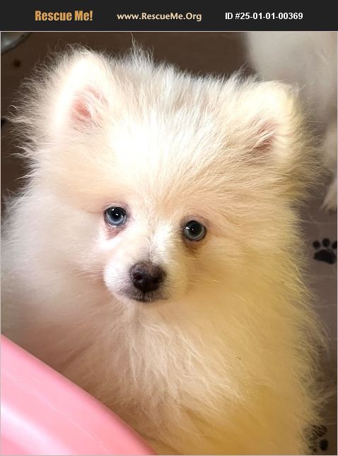 ADOPT 25010100369 ~ Pomeranian Rescue ~ Red House, WV