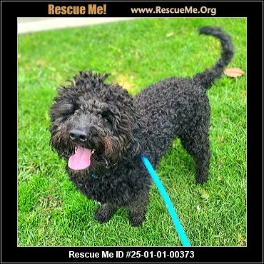 - California Poodle Rescue - ADOPTIONS - Rescue Me!