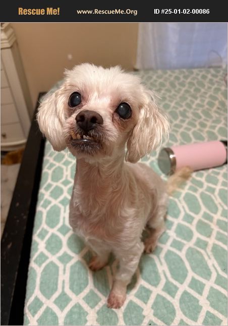 ADOPT 25010200086 ~ Maltese Rescue ~ Raleigh, NC