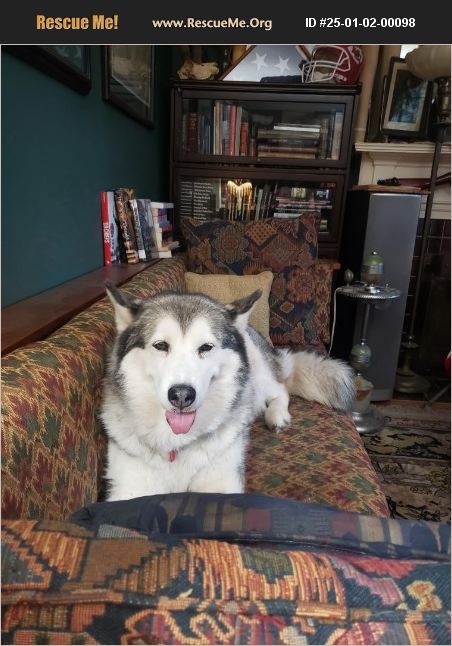 ADOPT 25010200098 ~ Alaskan Malamute Rescue ~ Leawood, KS