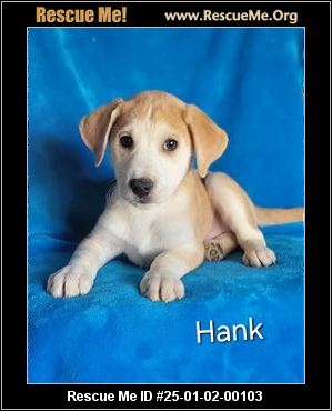 - Delaware Dog Rescue - ADOPTIONS - Rescue Me!