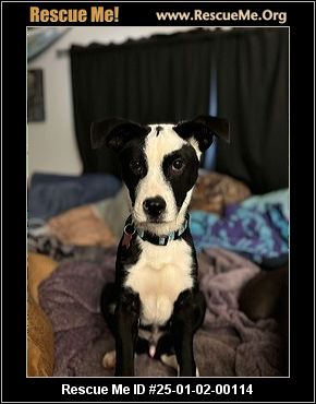 - Rhode Island Dog Rescue - ADOPTIONS - Rescue Me!