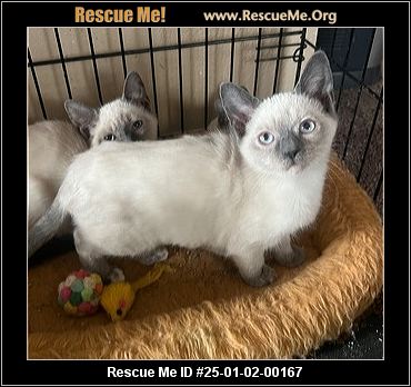 - California Siamese Rescue - ADOPTIONS - Rescue Me!