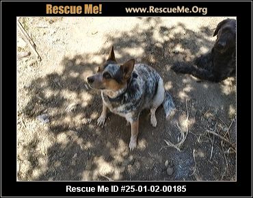 - California Australian Cattle Dog Rescue - ADOPTIONS - Rescue Me!