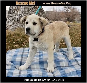 - New Mexico Dog Rescue - ADOPTIONS - Rescue Me!