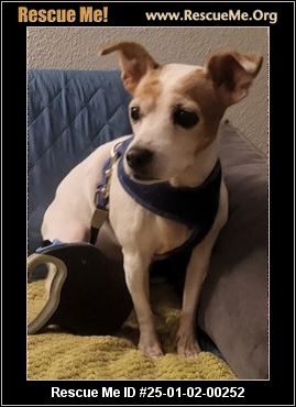 - Texas Jack Russell Rescue - ADOPTIONS - Rescue Me!