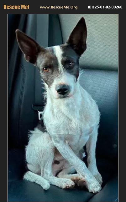ADOPT 25010200268 ~ Jack Russell Rescue ~ Bexar County, TX