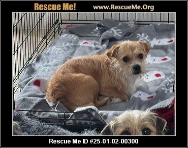 - Wills Way Dog Rescue - Boca Raton, FL - AVAILABLE PETS