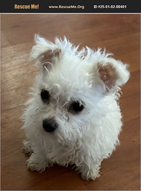 ADOPT 25010200401 ~ Maltese Rescue ~ Covina, CA