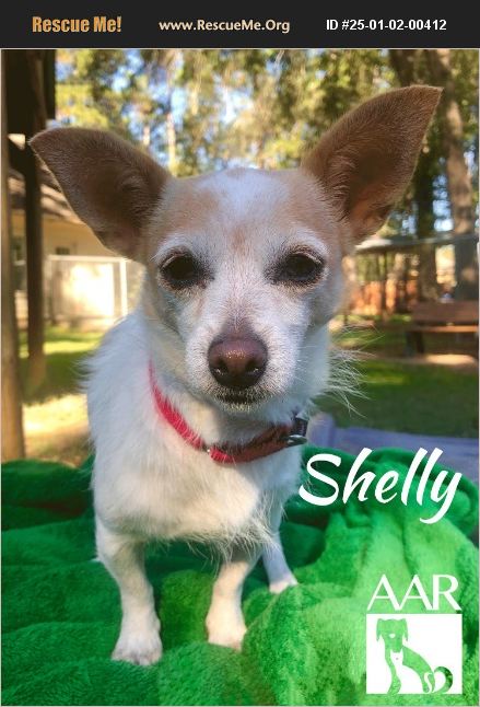 ADOPT 25010200412 ~ Chihuahua Rescue ~ Magnolia, TX