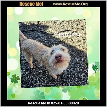 - California Airedale Rescue - ADOPTIONS - Rescue Me!