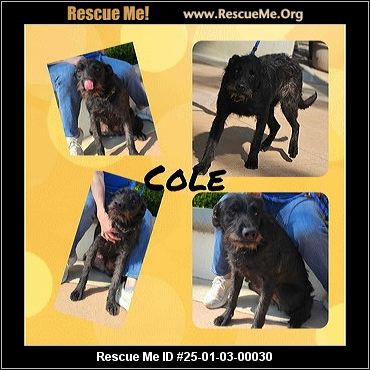 - California Airedale Rescue - ADOPTIONS - Rescue Me!