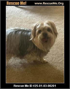 - North Carolina Silky Terrier Rescue - ADOPTIONS - Rescue Me!