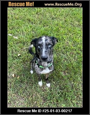 - South Carolina Dog Rescue - ADOPTIONS - Rescue Me!