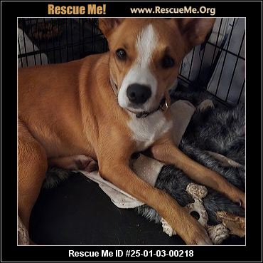 - Texas Basenji Rescue - ADOPTIONS - Rescue Me!