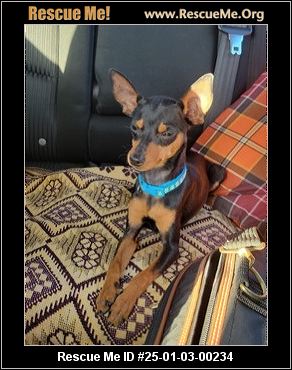 - California Miniature Pinscher Rescue - ADOPTIONS - Rescue Me!