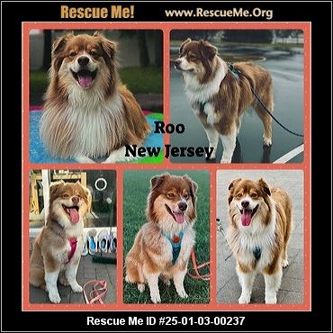 - New Jersey Dog Rescue - ADOPTIONS - Rescue Me!
