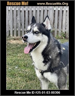 - Virginia Siberian Husky Rescue - ADOPTIONS - Rescue Me!