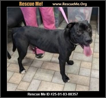 - Missouri Dog Rescue - ADOPTIONS - Rescue Me!