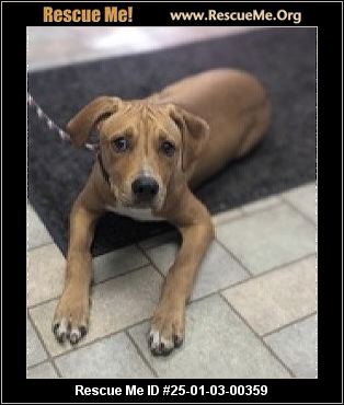 - Missouri Dog Rescue - ADOPTIONS - Rescue Me!