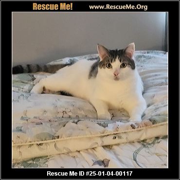 - Wisconsin Cat Rescue - ADOPTIONS - Rescue Me!