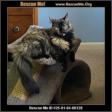 - Wisconsin Cat Rescue - ADOPTIONS - Rescue Me!