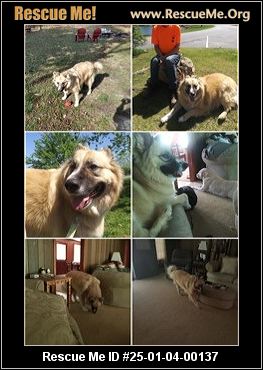 - Georgia Border Collie Rescue - ADOPTIONS - Rescue Me!