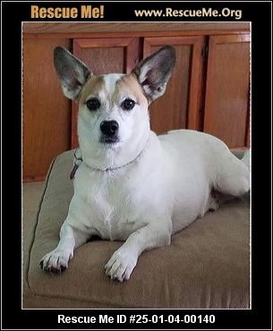 - Florida Jack Russell Rescue - ADOPTIONS - Rescue Me!