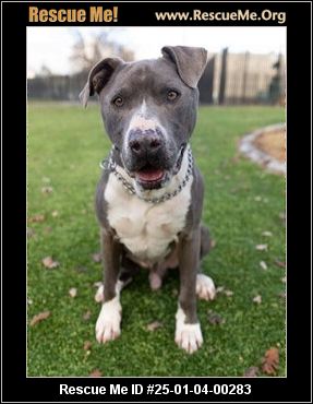 - California Pit Bull Rescue - ADOPTIONS - Rescue Me!