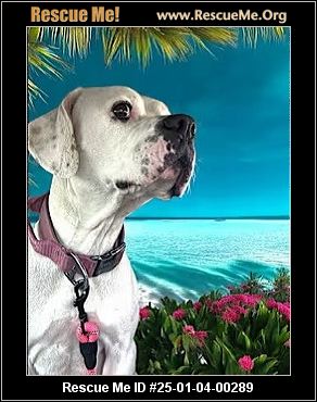 - California Boxer Rescue - ADOPTIONS - Rescue Me!