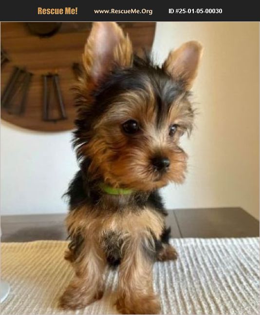 ADOPT 25010500030 ~ Yorkie Rescue ~ Miami, FL