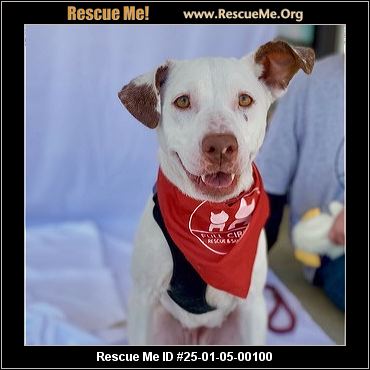 - Alabama Dog Rescue - ADOPTIONS - Rescue Me!