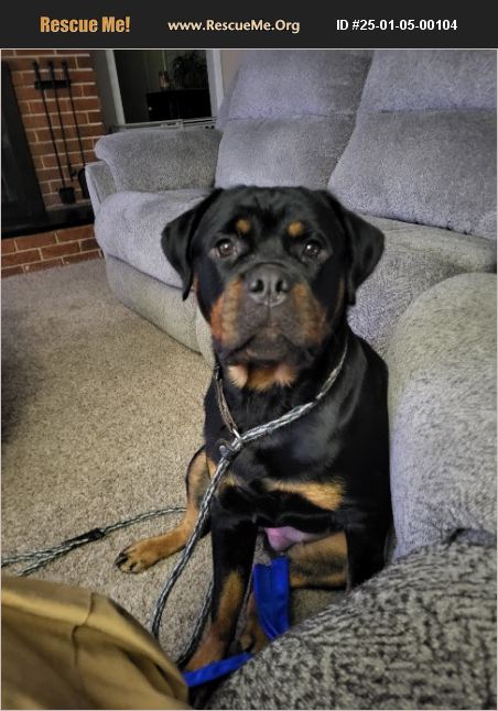 ADOPT 25010500104 ~ Rottweiler Rescue ~ New Castle, DE