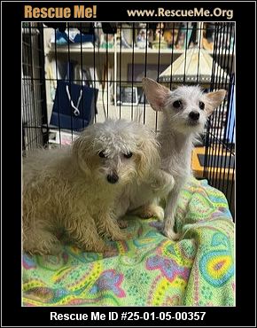 - Illinois Maltese Rescue - ADOPTIONS - Rescue Me!