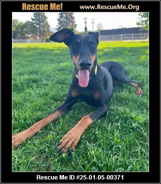 - New Mexico Dog Rescue - ADOPTIONS - Rescue Me!