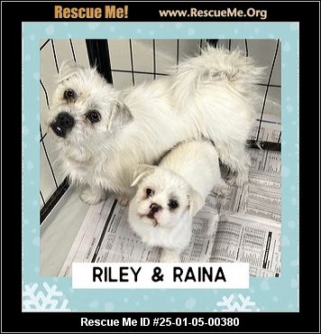 - Georgia Maltese Rescue - ADOPTIONS - Rescue Me!