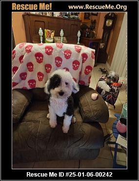 - Florida Poodle Rescue - ADOPTIONS - Rescue Me!