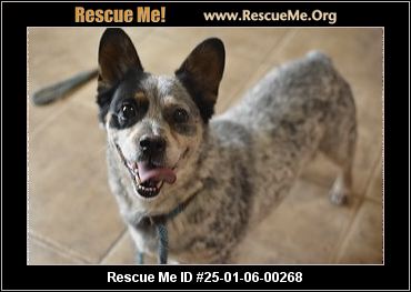 - New Mexico Dog Rescue - ADOPTIONS - Rescue Me!