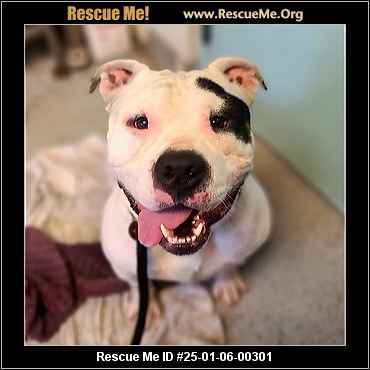 - California American Bulldog Rescue - ADOPTIONS - Rescue Me!