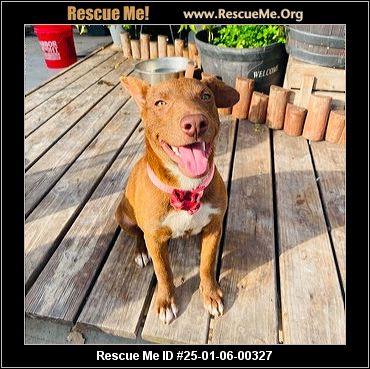 - Texas Mutt Rescue - ADOPTIONS - Rescue Me!