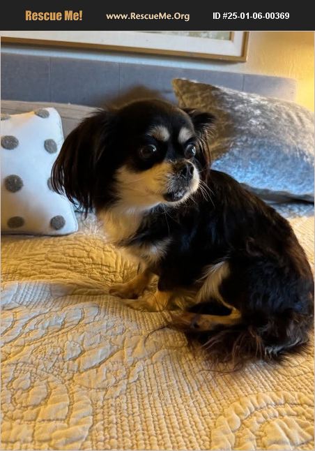 ADOPT 25010600369 ~ Pekingese Rescue ~ Columbia, MD