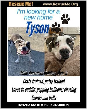 - California American Bulldog Rescue - ADOPTIONS - Rescue Me!