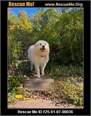 - Massachusetts Dog Rescue - ADOPTIONS - Rescue Me!