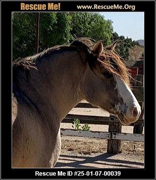 - California Horse Rescue - ADOPTIONS - Rescue Me!