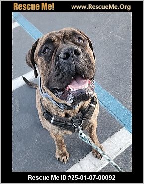 - California Bullmastiff Rescue - ADOPTIONS - Rescue Me!