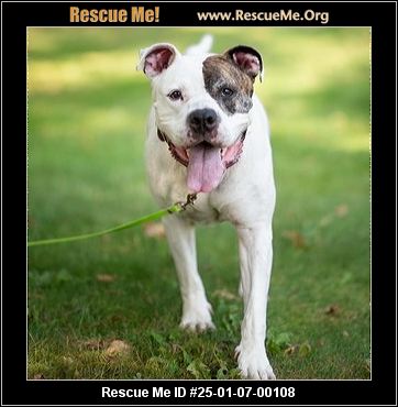 - New York Dog Rescue - ADOPTIONS - Rescue Me!