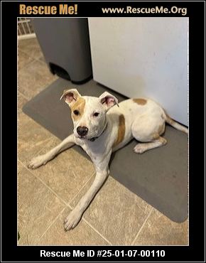 - Rhode Island Dog Rescue - ADOPTIONS - Rescue Me!